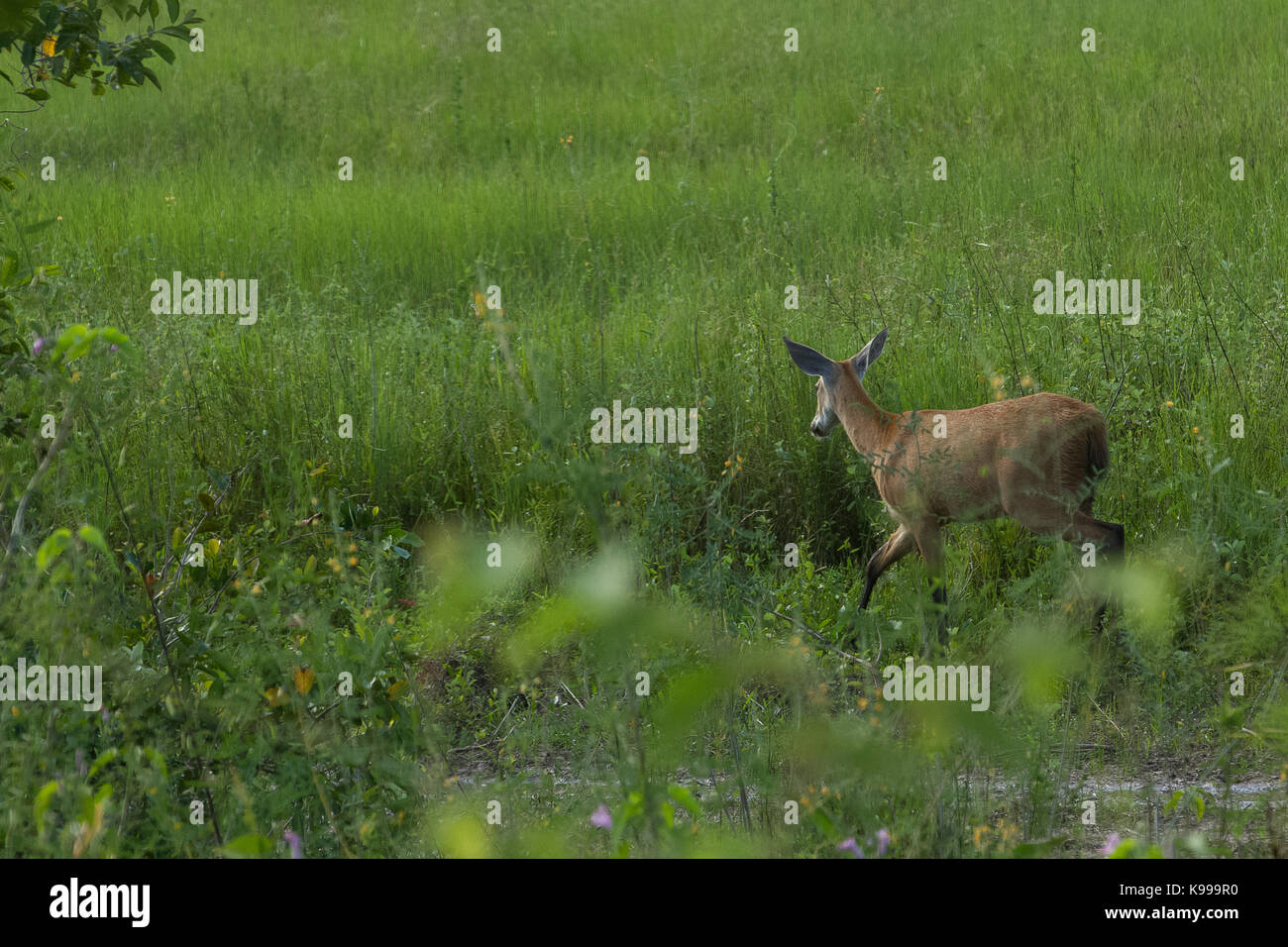 Brazilian Pantanal - Marsh Deer (female Stock Photo - Alamy