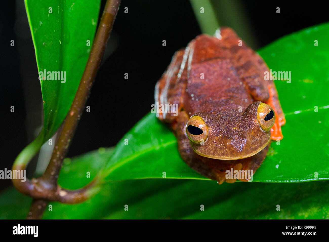 Harlequin Tree Frog (Rhacophorus pardalis), Kubah National Park ...