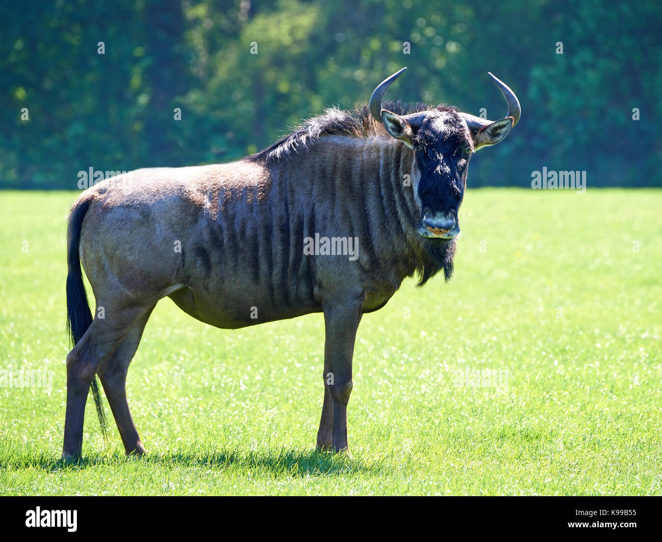 Blue wildebeest standing in grass in its habitat Stock Photo - Alamy