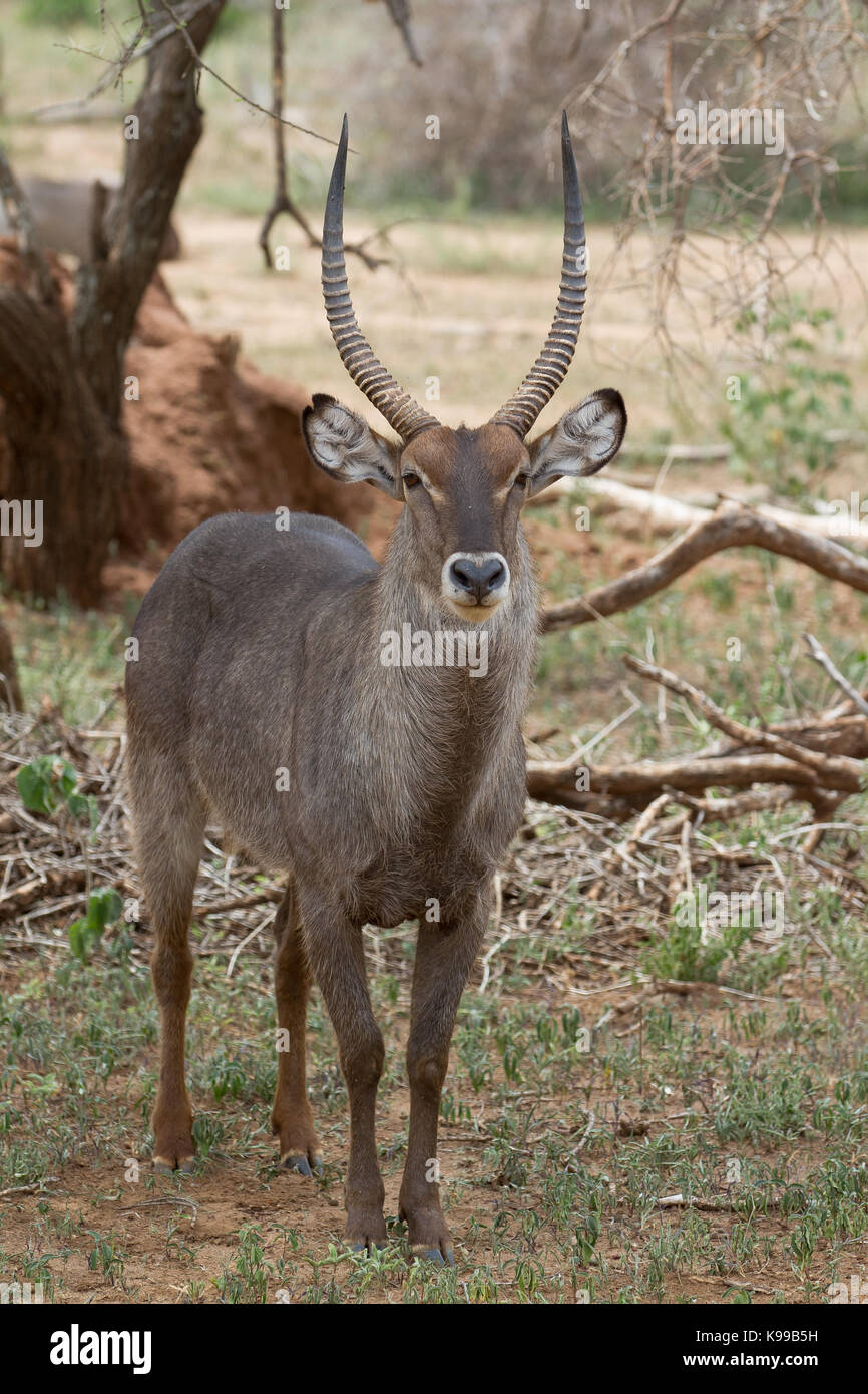 Waterbuck in Tanzania Stock Photo - Alamy