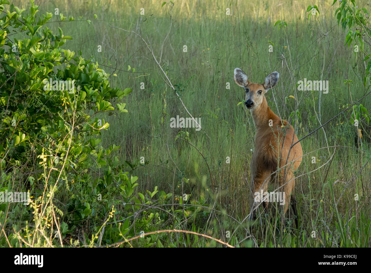 Brazilian Pantanal - Marsh Deer (female Stock Photo - Alamy