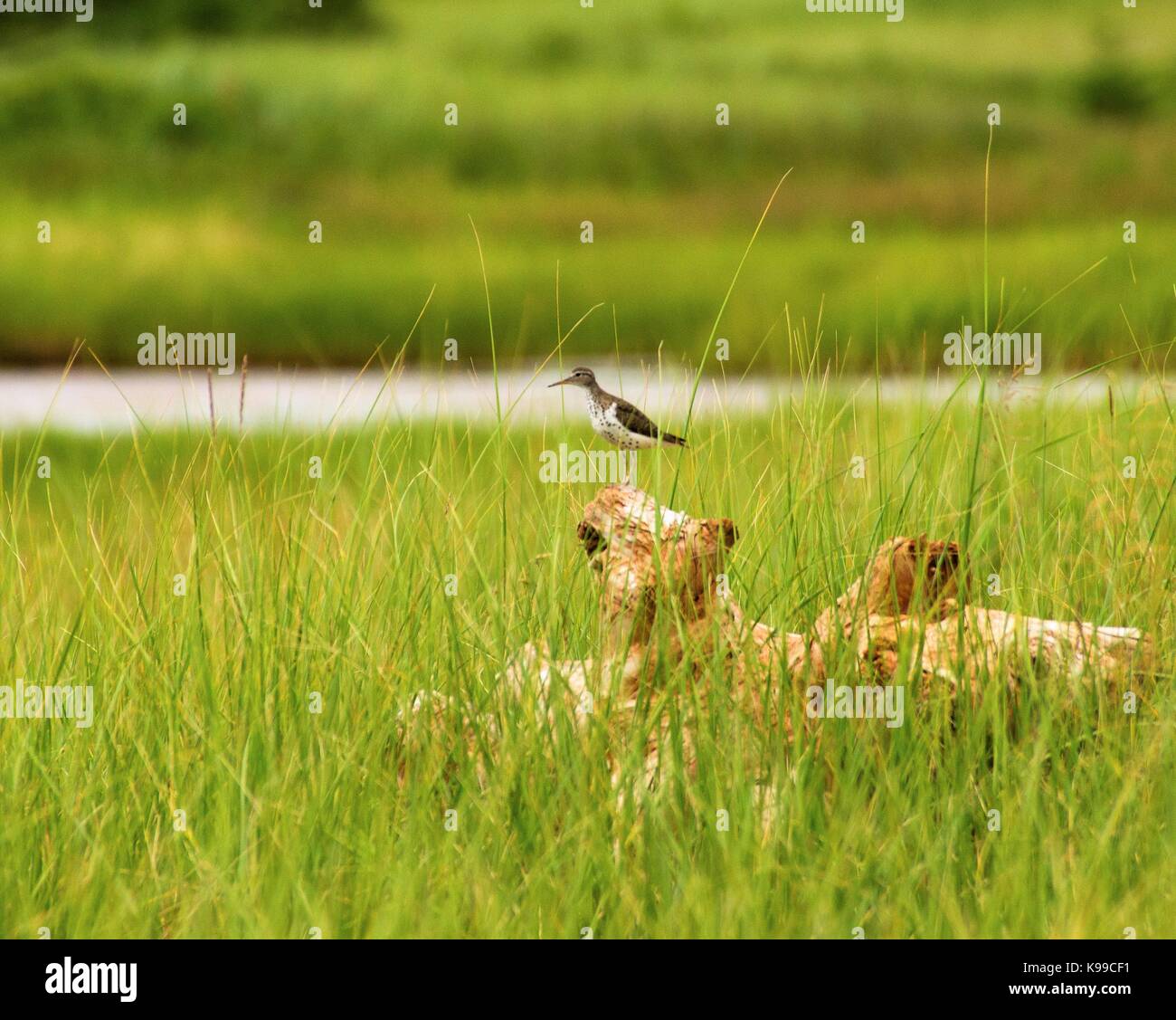 bird on tree trunk in a meadow Stock Photo - Alamy