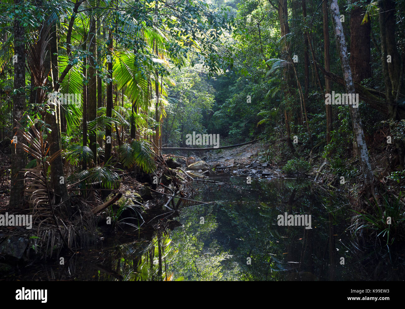 Subtropical rainforest by a creek in Yarriabinni National Park, NSW ...
