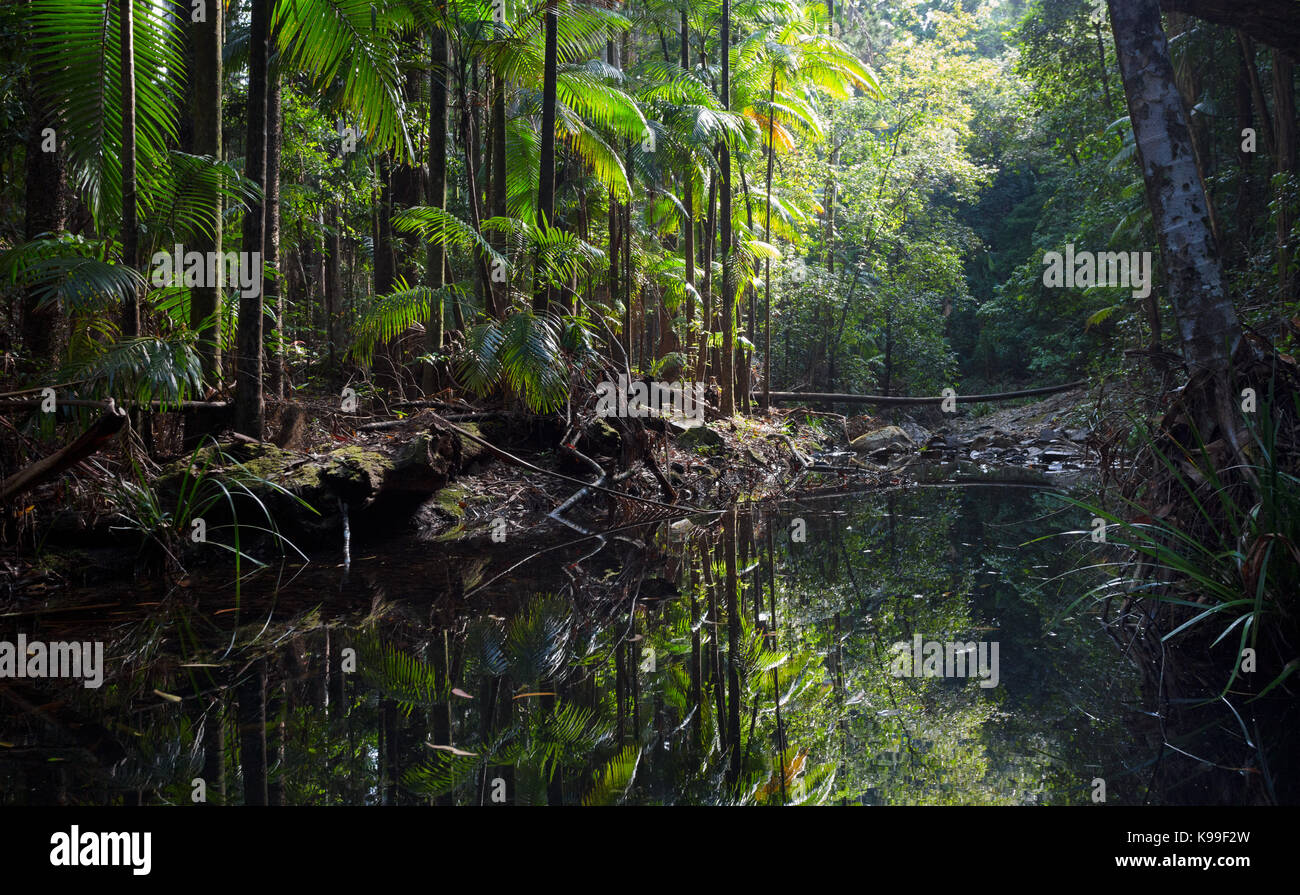 Subtropical rainforest by a creek in Yarriabinni National Park, NSW ...
