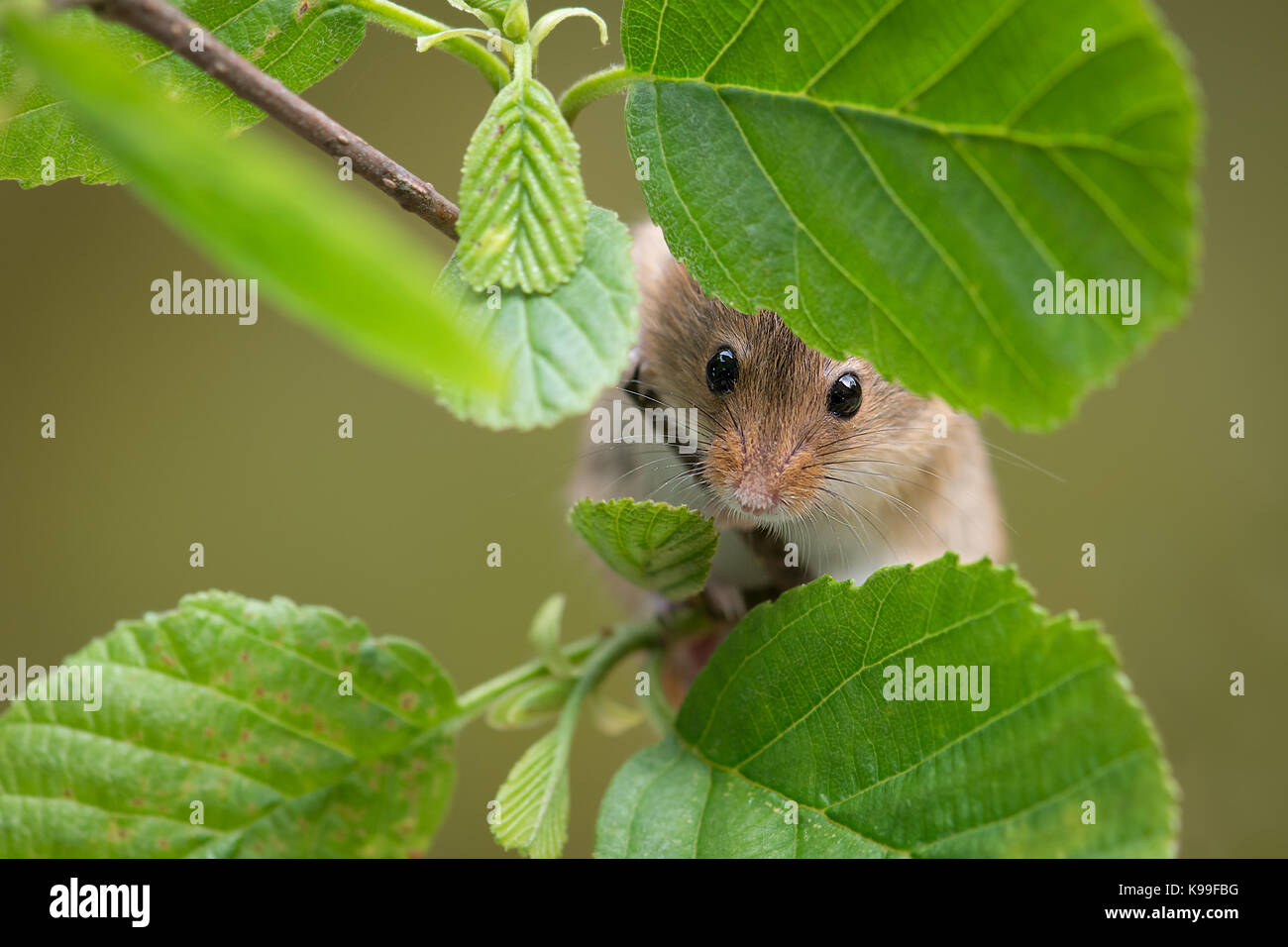 Hiding mouse hi-res stock photography and images - Alamy