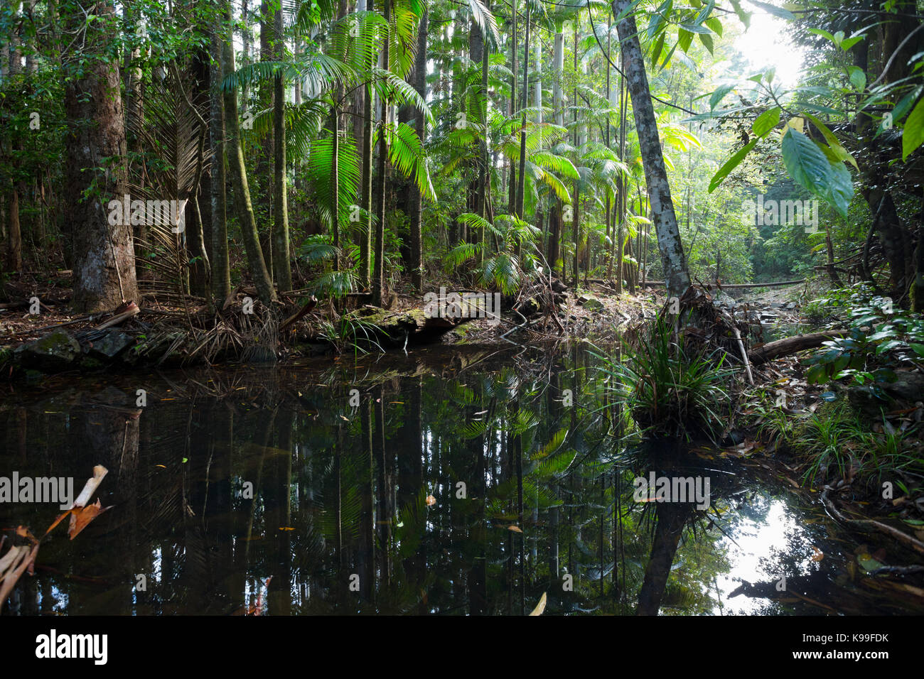 Subtropical rainforest by a creek in Yarriabinni National Park, NSW ...