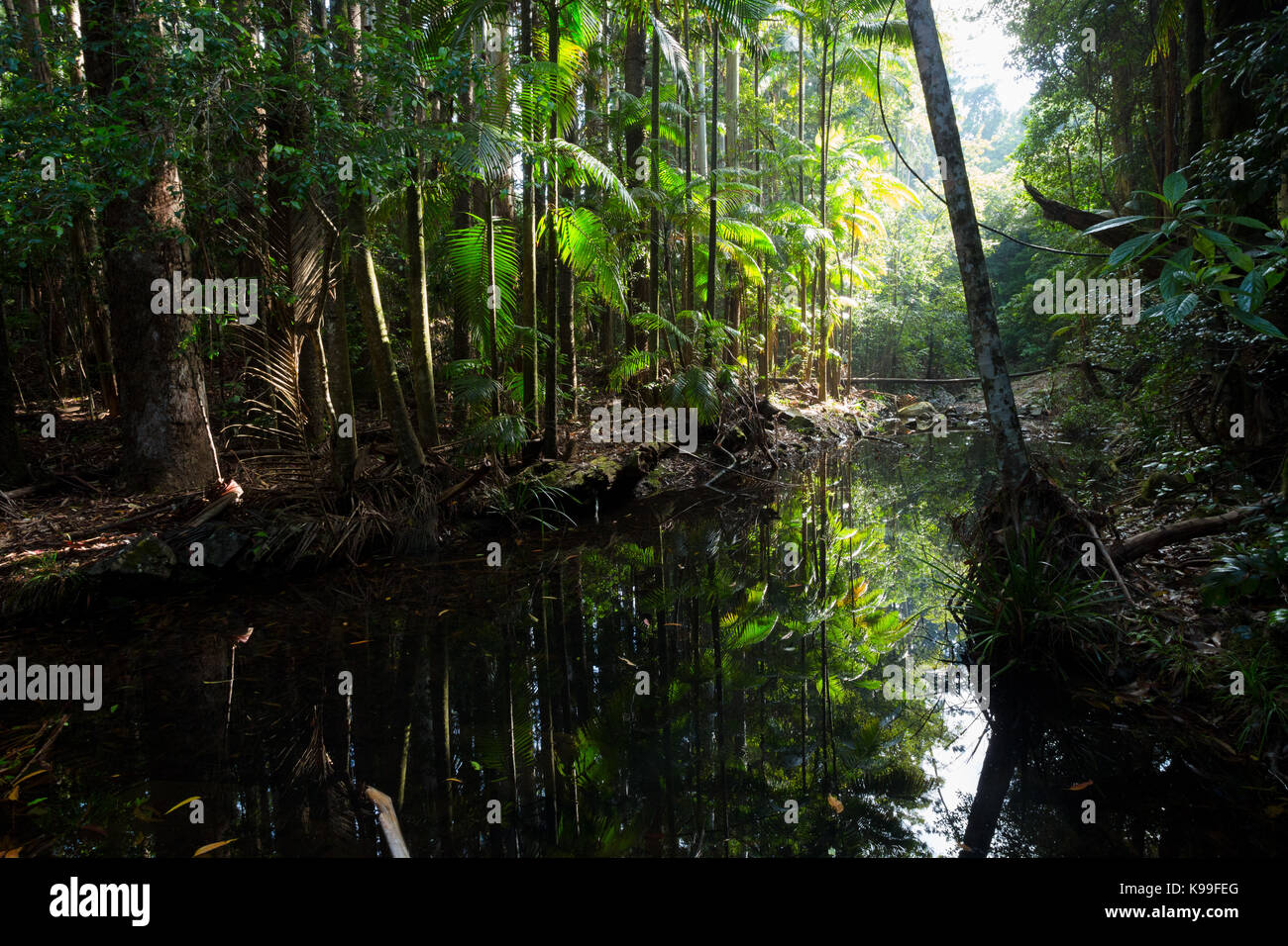 Subtropical rainforest by a creek in Yarriabinni National Park, NSW ...