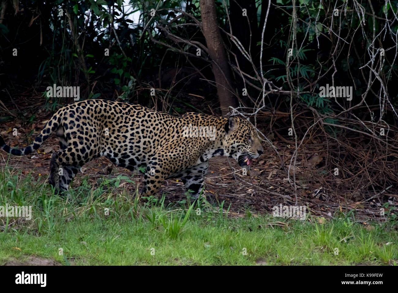 Brazilian Pantanal - Jaguar Stock Photo - Alamy