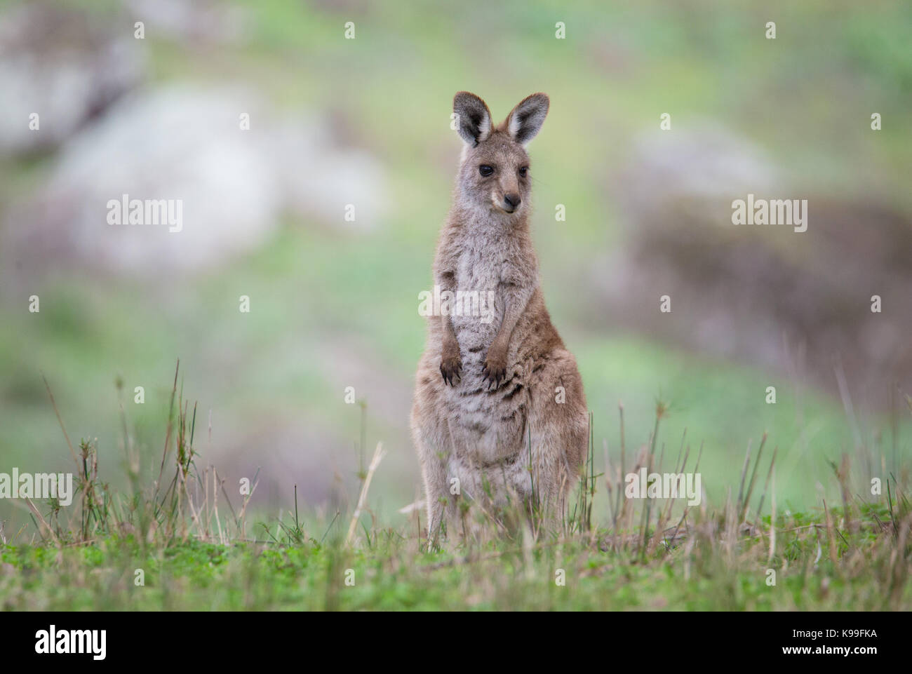 Joey mammal hi-res stock photography and images - Alamy