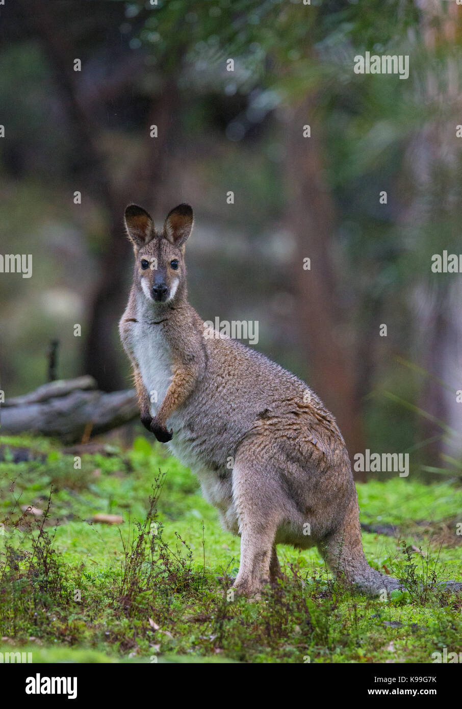 Red-necked Wallaby (Macropus rufogriseus), Blue Mountains, NSW ...