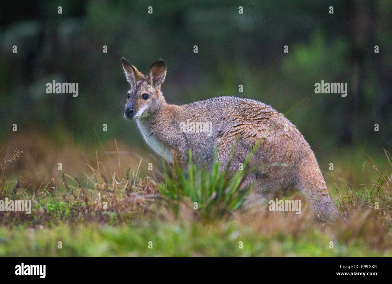 Red-necked Wallaby (Macropus rufogriseus), Blue Mountains, NSW ...
