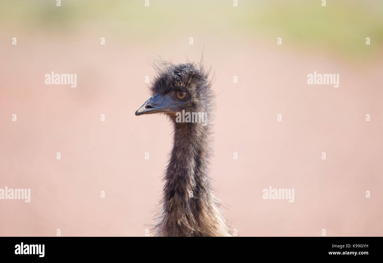 Emu (Dromaius novaehollandiae) in outback NSW, Australia Stock Photo ...