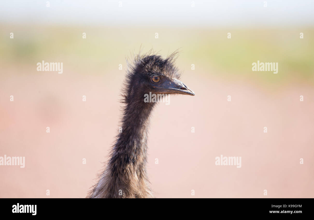Emu (Dromaius novaehollandiae) in outback NSW, Australia Stock Photo ...