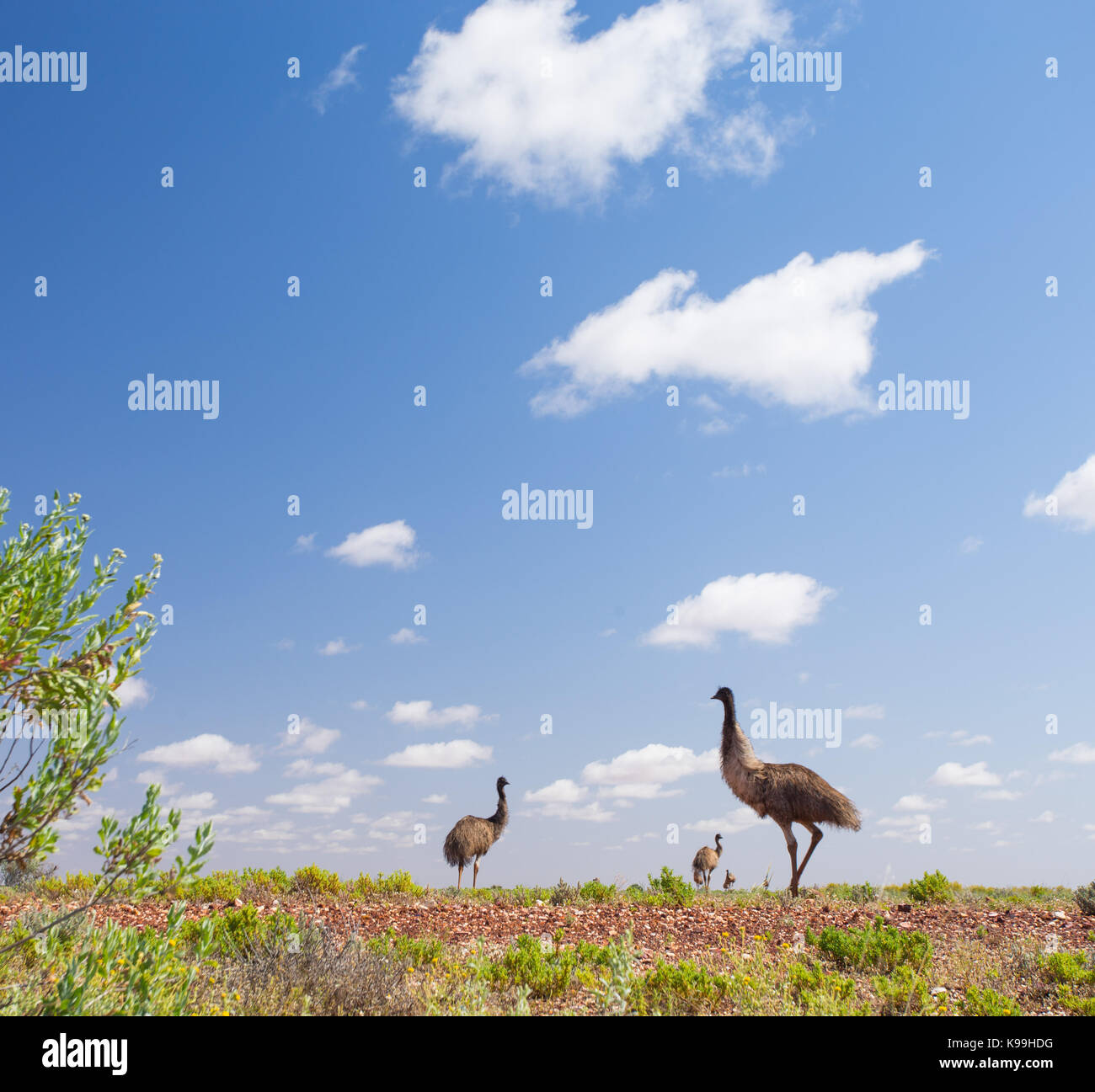 Emu in outback nsw hi-res stock photography and images - Alamy