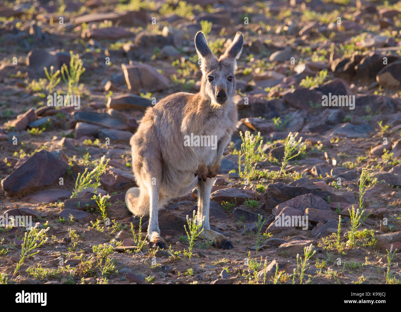Common Wallaroo (Macropus robustus), Flinders Ranges, South Australia ...