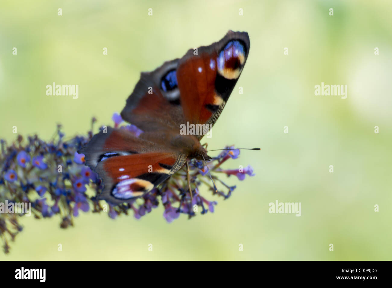 Butterfly purple lilac hi-res stock photography and images - Alamy