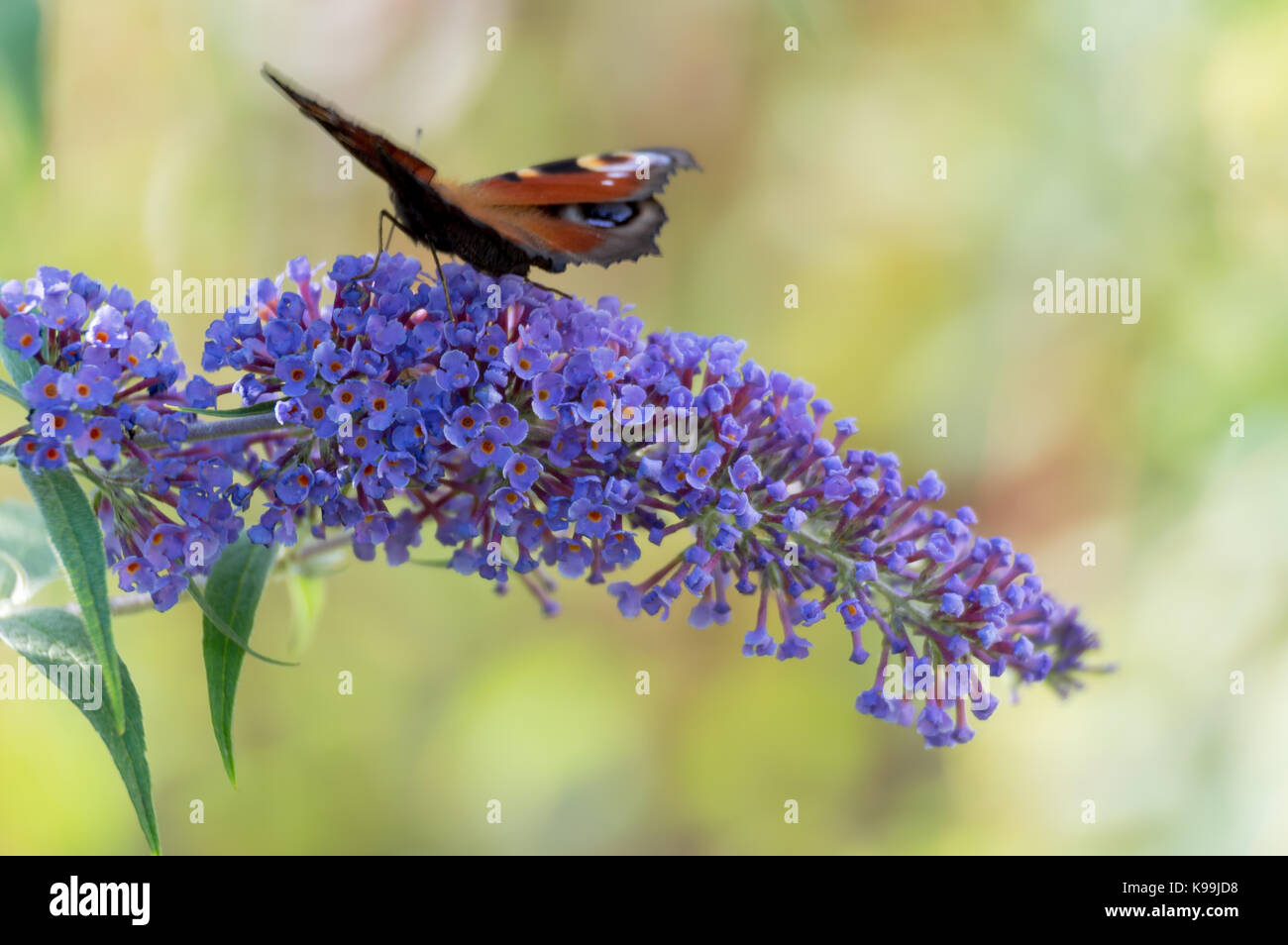 Butterfly purple lilac hi-res stock photography and images - Alamy