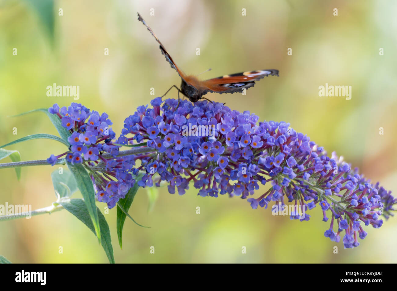 Butterfly purple lilac hi-res stock photography and images - Alamy