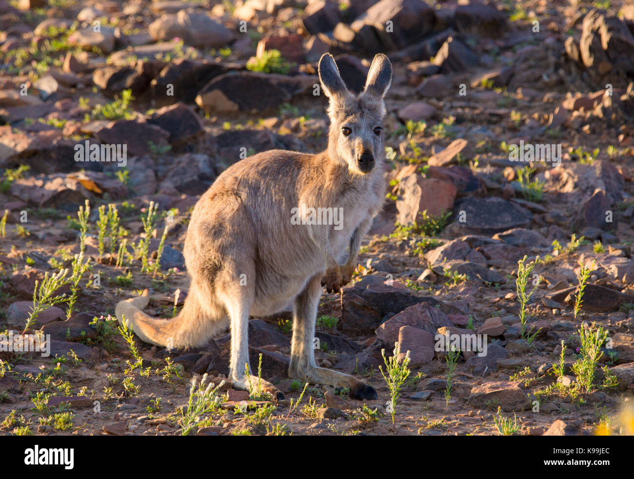 Euro wallaroo hi-res stock photography and images - Alamy