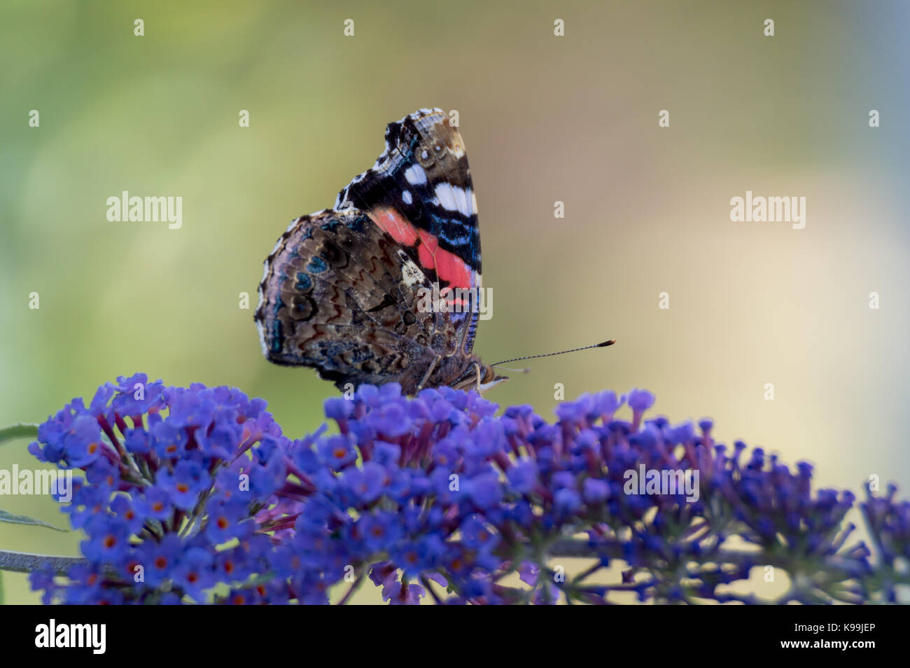Butterfly purple lilac hi-res stock photography and images - Alamy