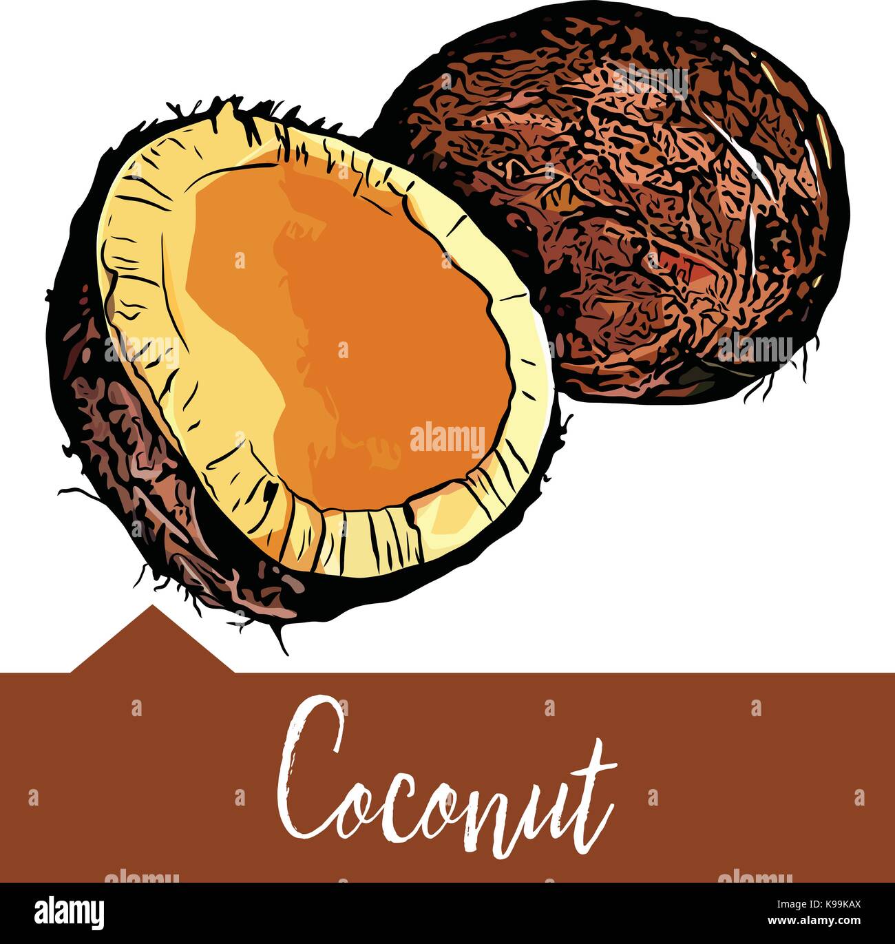 Vector illustration, coconut in hand drawn graphics. Depicted on a ...