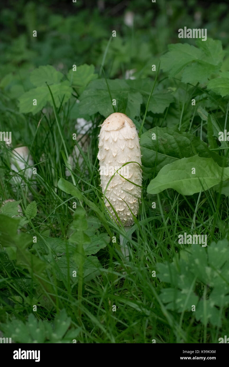 White mashroom hi-res stock photography and images - Alamy
