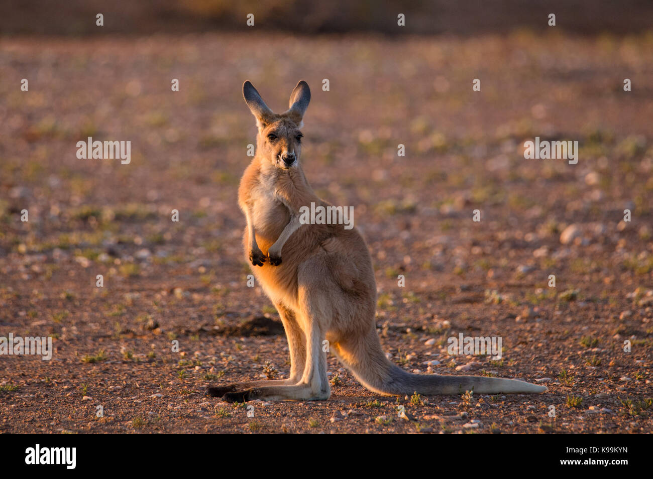 Young Red Kangaroo (Macropus rufus), Sturt National Park, outback NSW ...