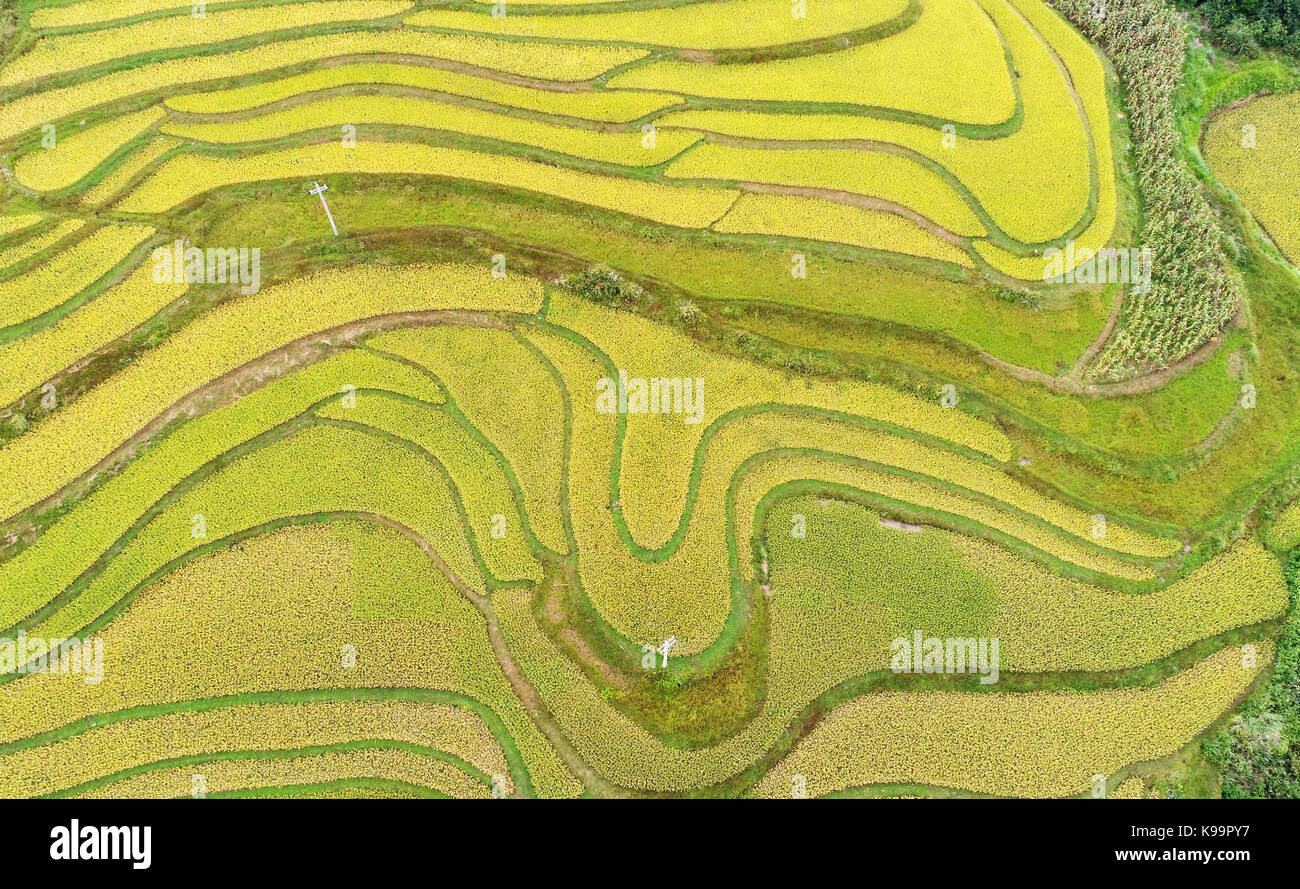 China. 22nd Sep, 2017. Aerial photography of terraced field in ...