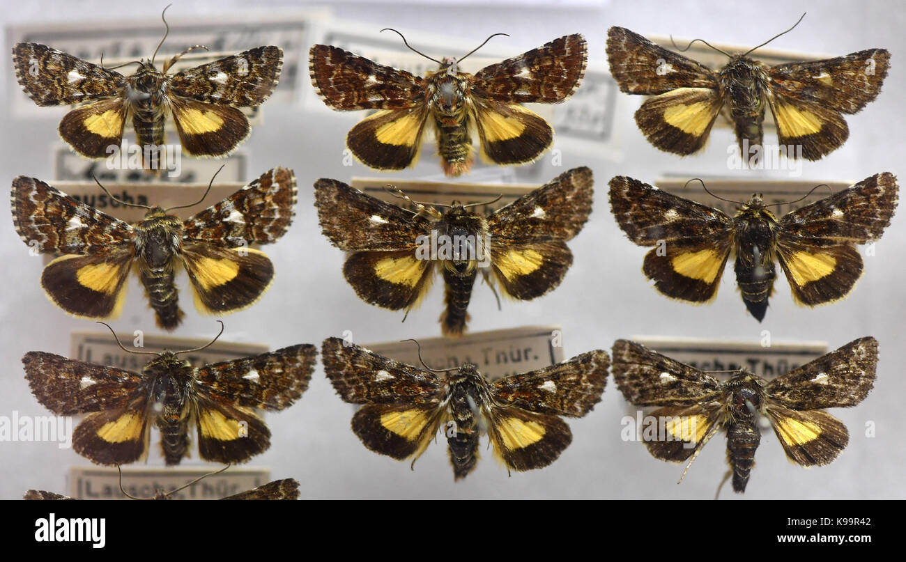 Gotha, Germany. 21st Sep, 2017. Several specimen of an Owlet moth can ...