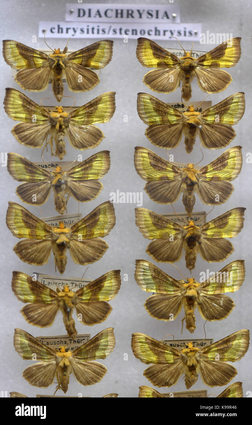 Gotha, Germany. 21st Sep, 2017. Several specimen of a gold spot moth ...