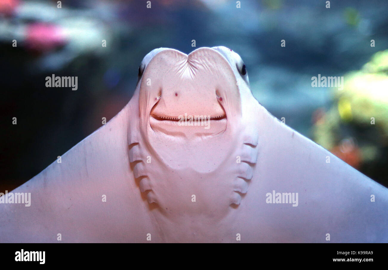 Duesseldorf, Germany. 21st Sep, 2017. A cow-nosed ray can be seen ...