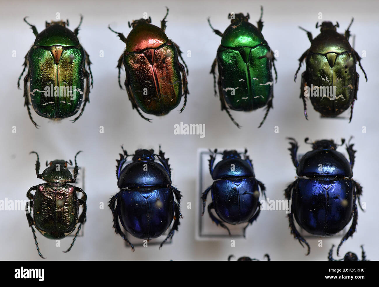 Rose chafers and dung beetles can be seen in a case at the Museum of ...