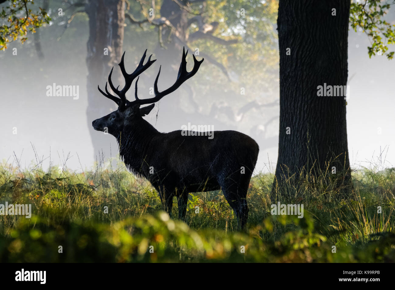 Red deer in mist Stock Photo - Alamy