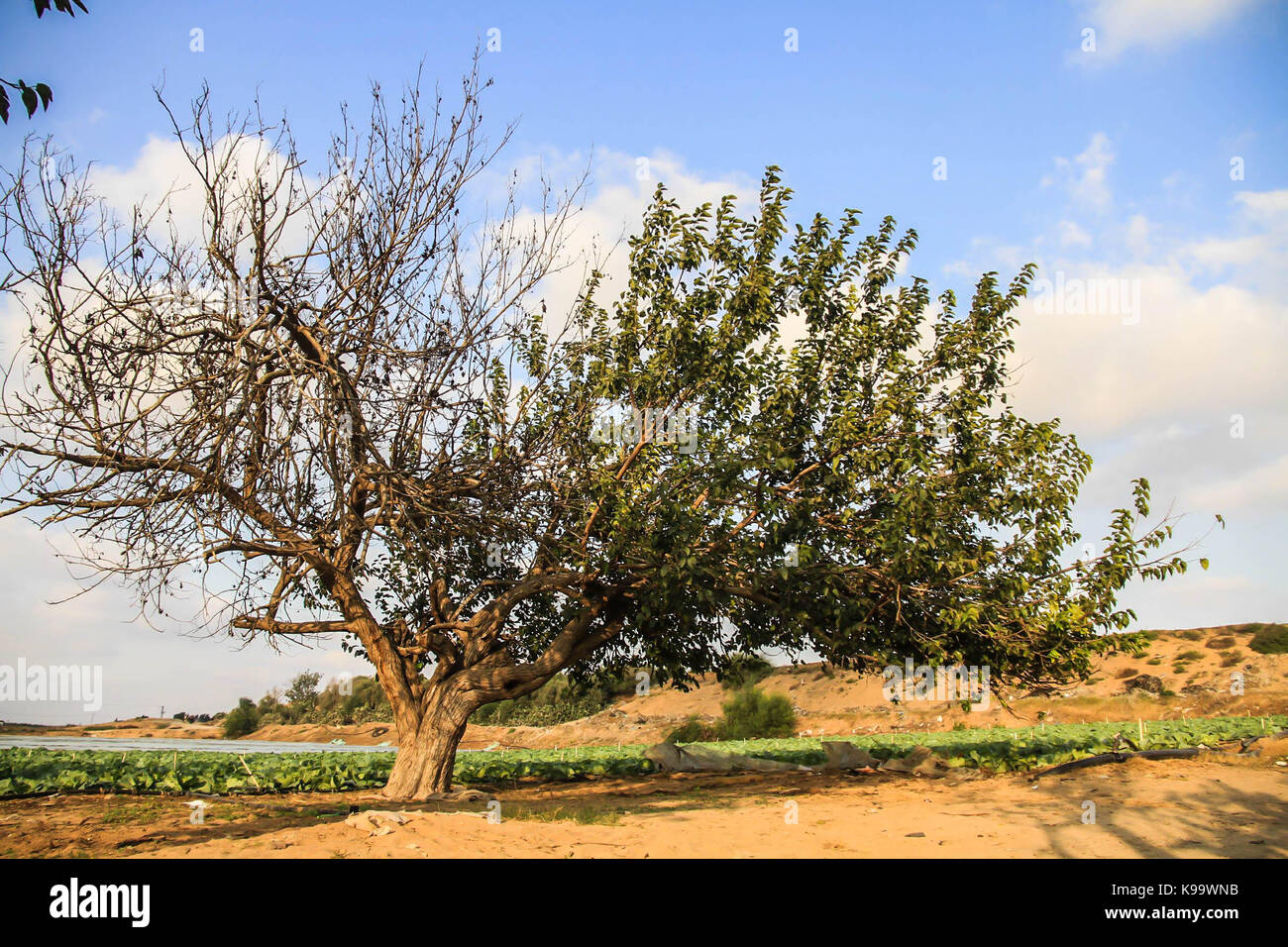 Gaza City, The Gaza Strip, Palestine. 22nd Sep, 2017. A strange tree in ...