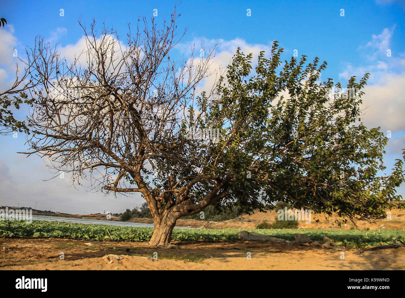 Gaza City, The Gaza Strip, Palestine. 22nd Sep, 2017. A strange tree in ...