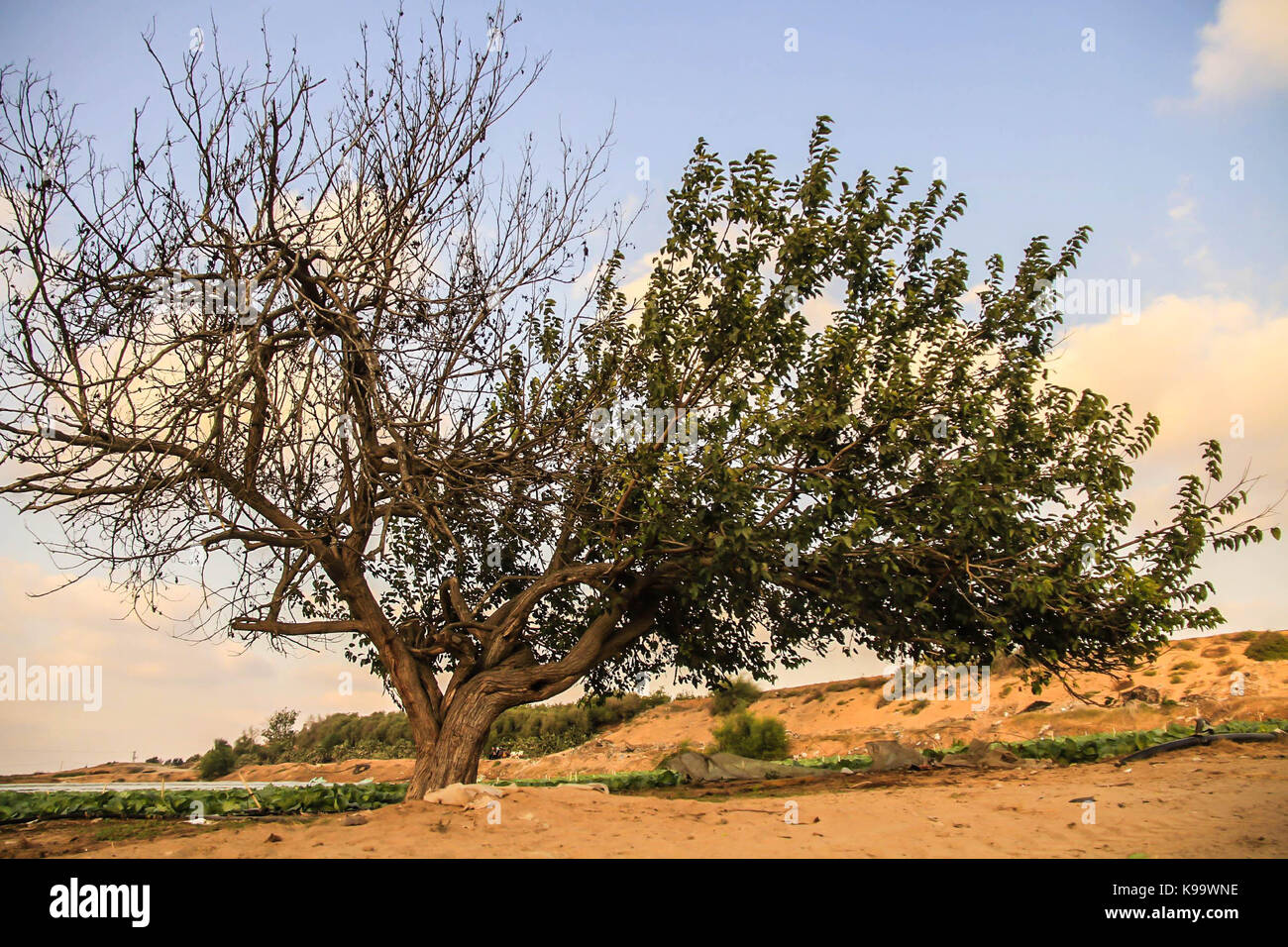 Gaza City, The Gaza Strip, Palestine. 22nd Sep, 2017. A strange tree in ...