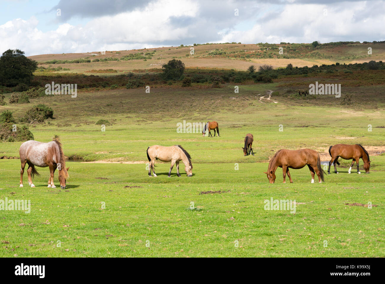 Frogham new forest hi-res stock photography and images - Alamy