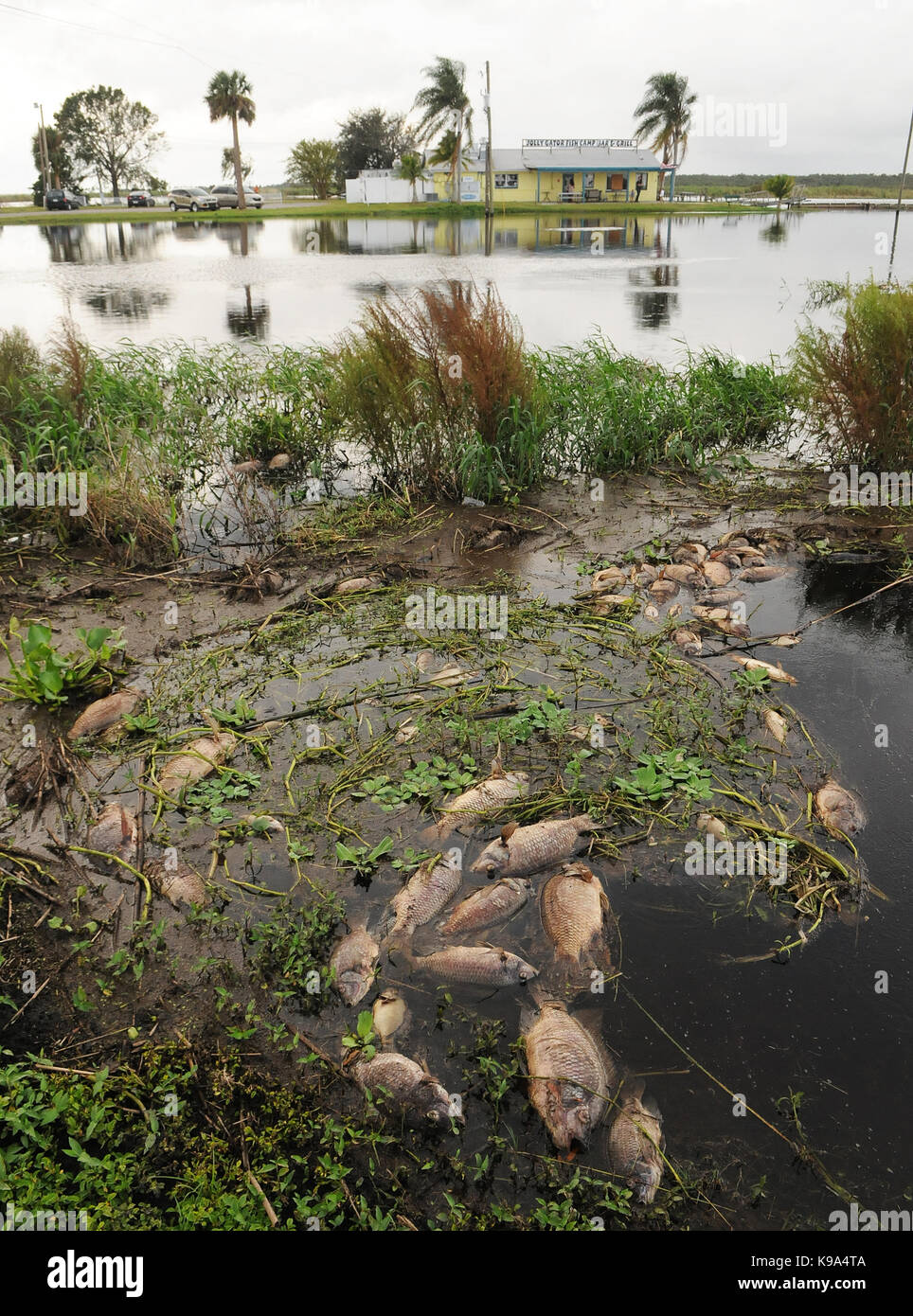 Dead Fish Lake Camp Florida