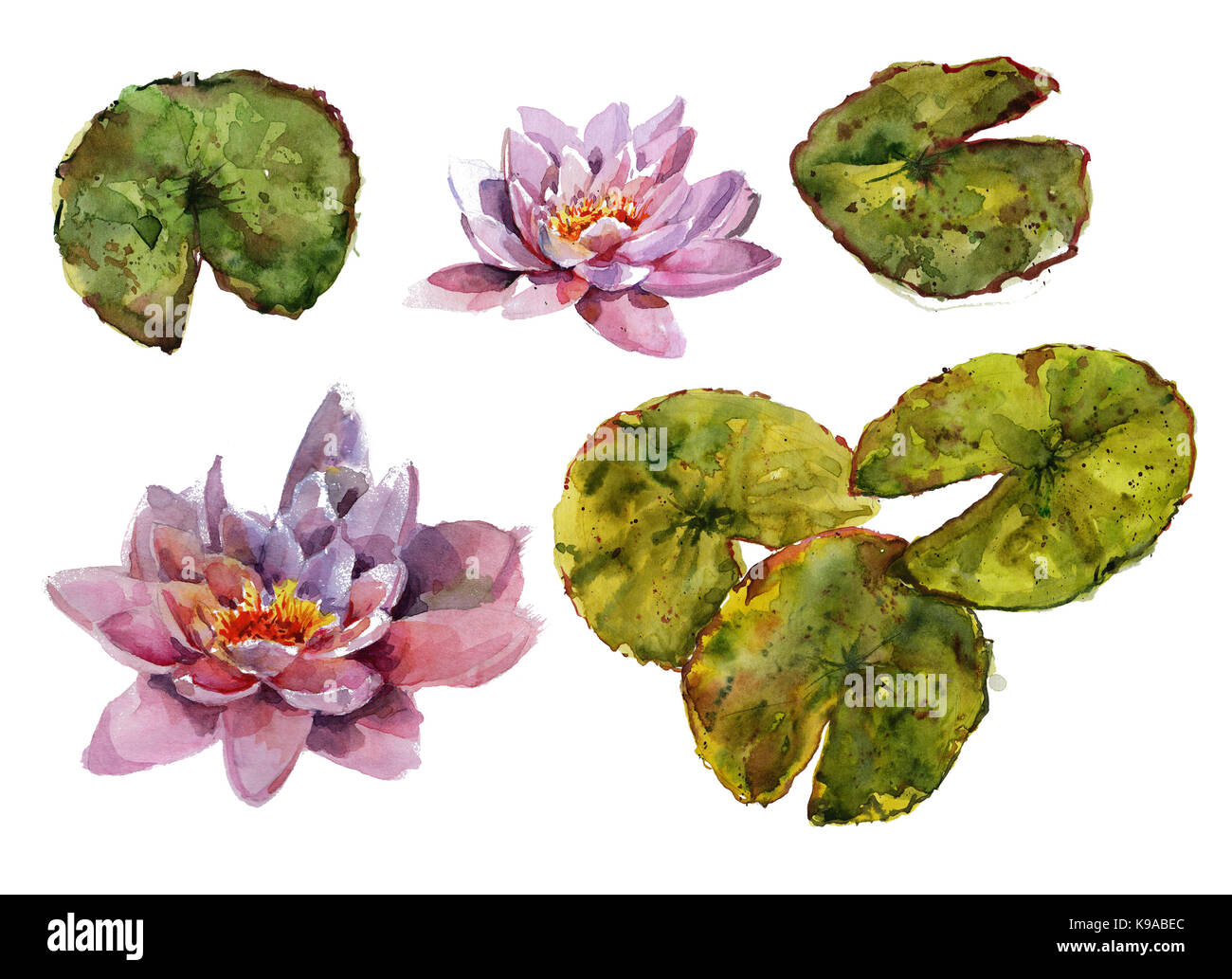 Flowers leaves water lily Cut Out Stock Images & Pictures - Alamy