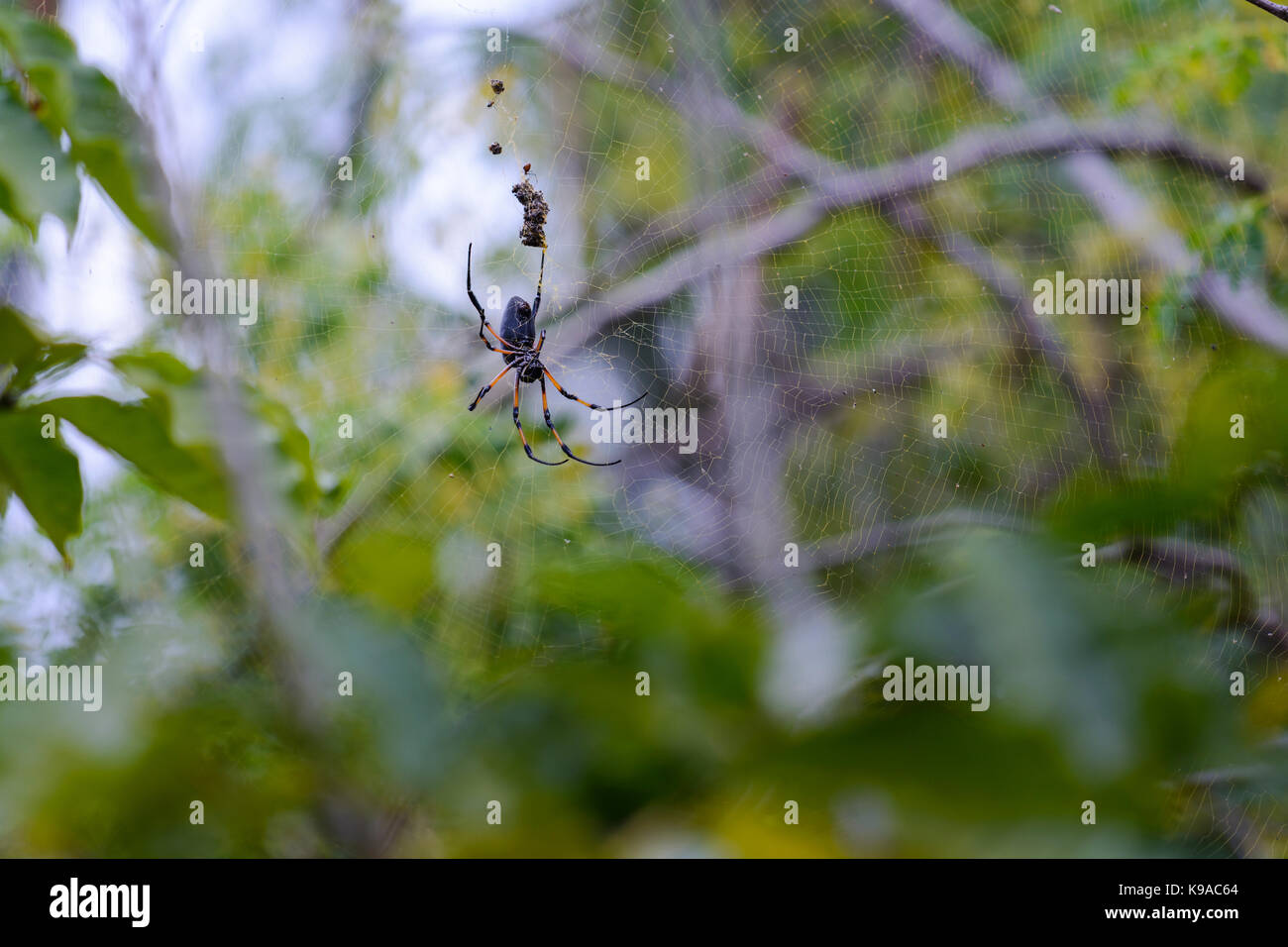 Spider island hi-res stock photography and images - Alamy