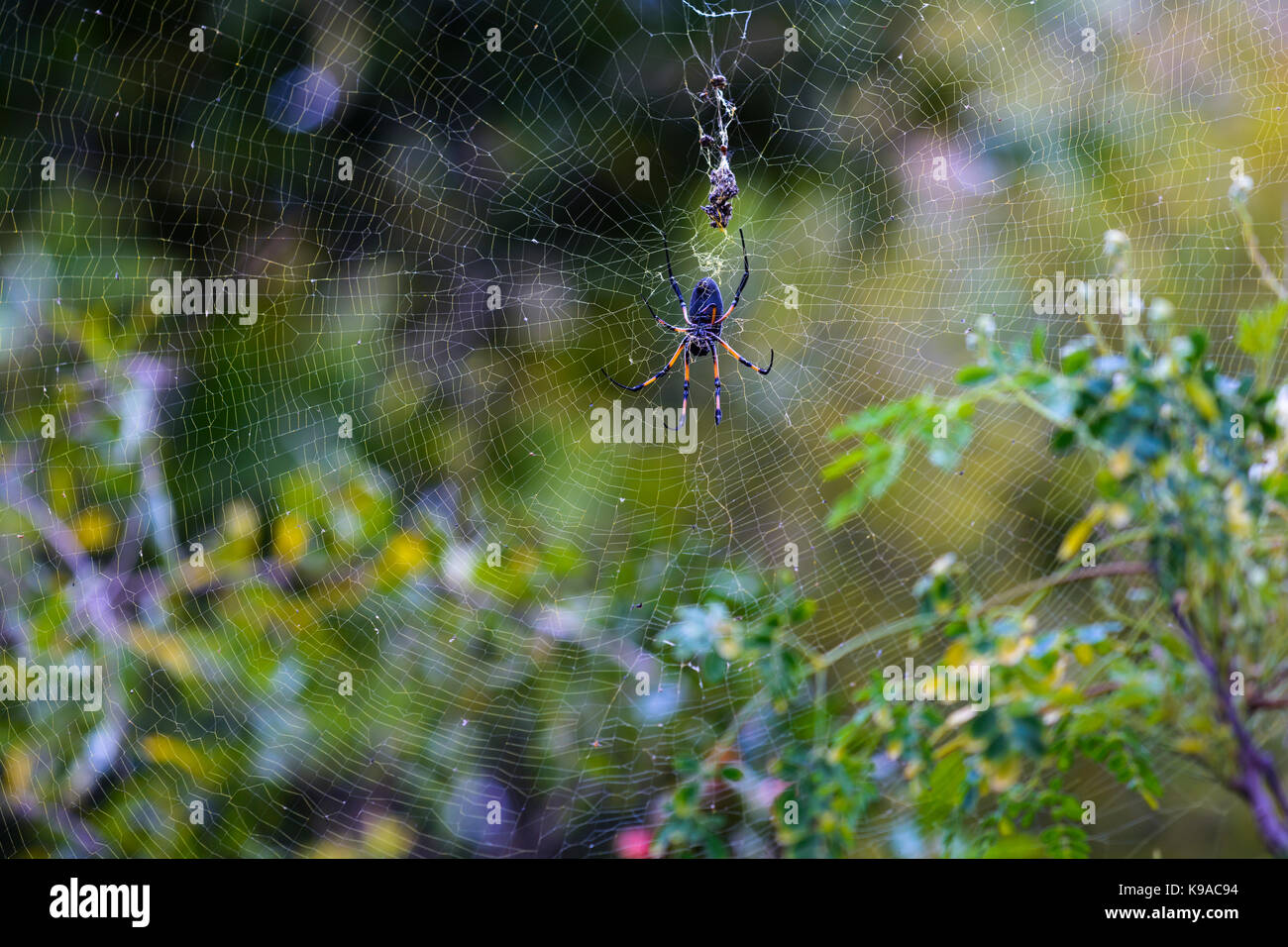 Spider island hi-res stock photography and images - Alamy