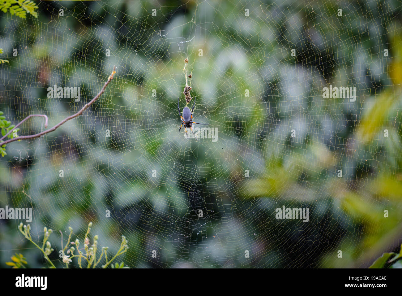 Spider island hi-res stock photography and images - Alamy