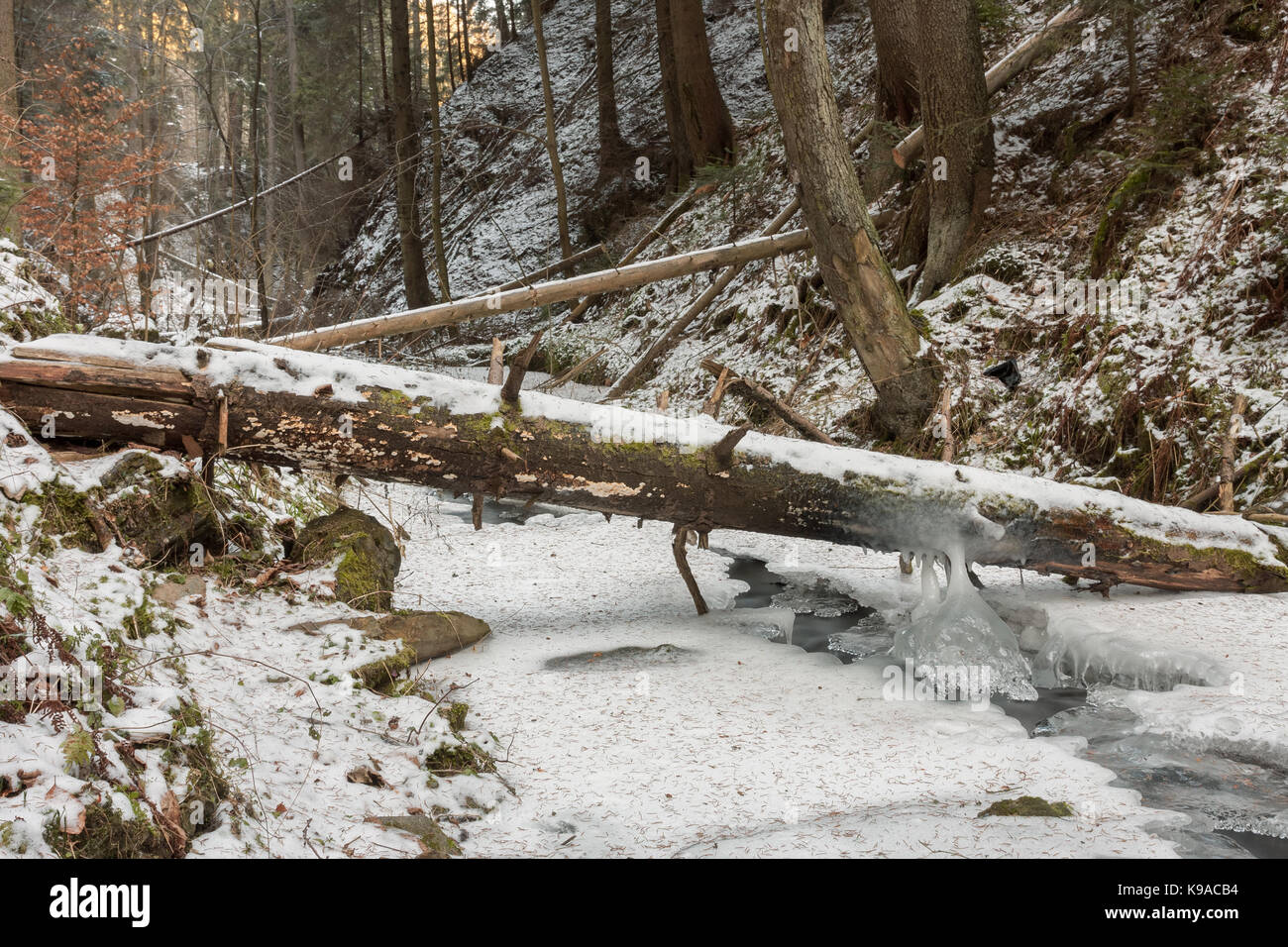 Windfallen trees hi-res stock photography and images - Alamy