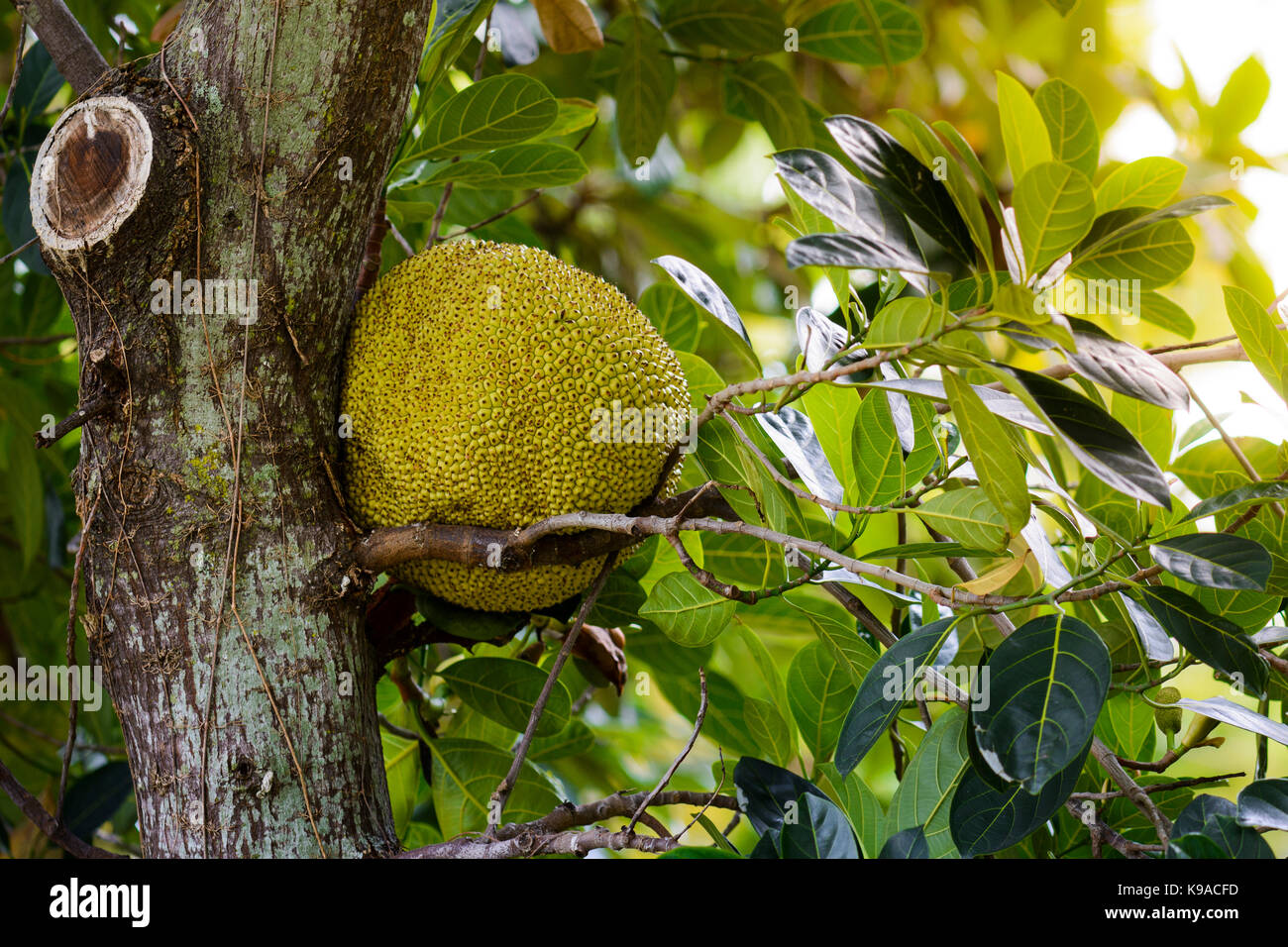 Close up of jackfruit on tree with green leaves Stock Photo - Alamy