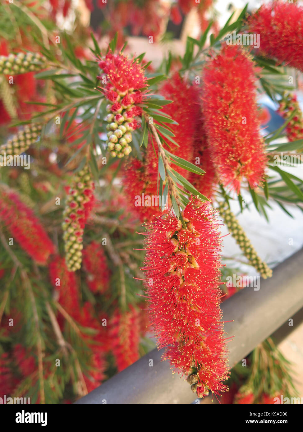 Large Bottle Brush shrub in full flower Stock Photo - Alamy
