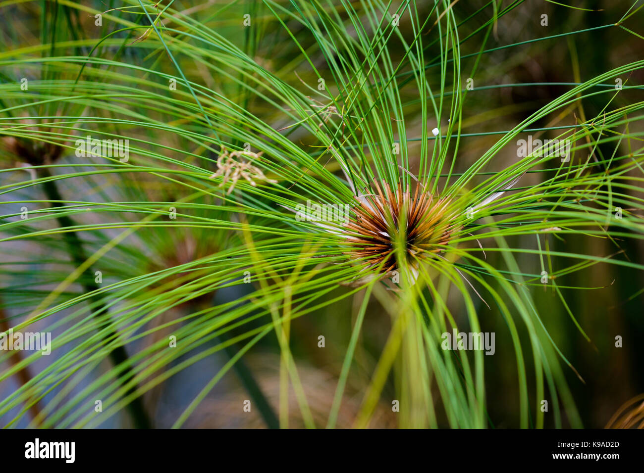 Close up of a green water bush in a lake Stock Photo - Alamy