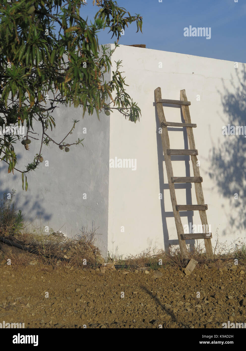 Ladder leaning against tree hi-res stock photography and images - Alamy