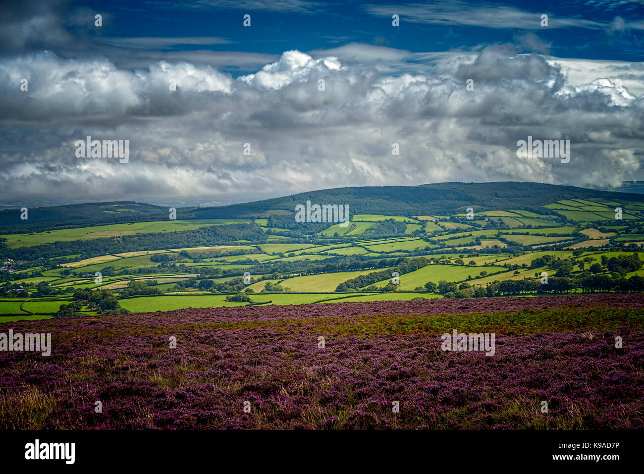 Lovely Purple Fields of Heather in Exmoor National Park - England Stock ...