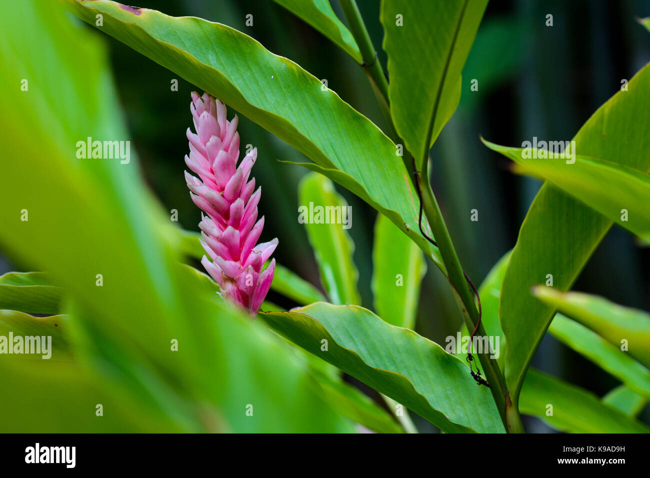Pink Ginger Flower Stock Photos & Pink Ginger Flower Stock Images - Alamy