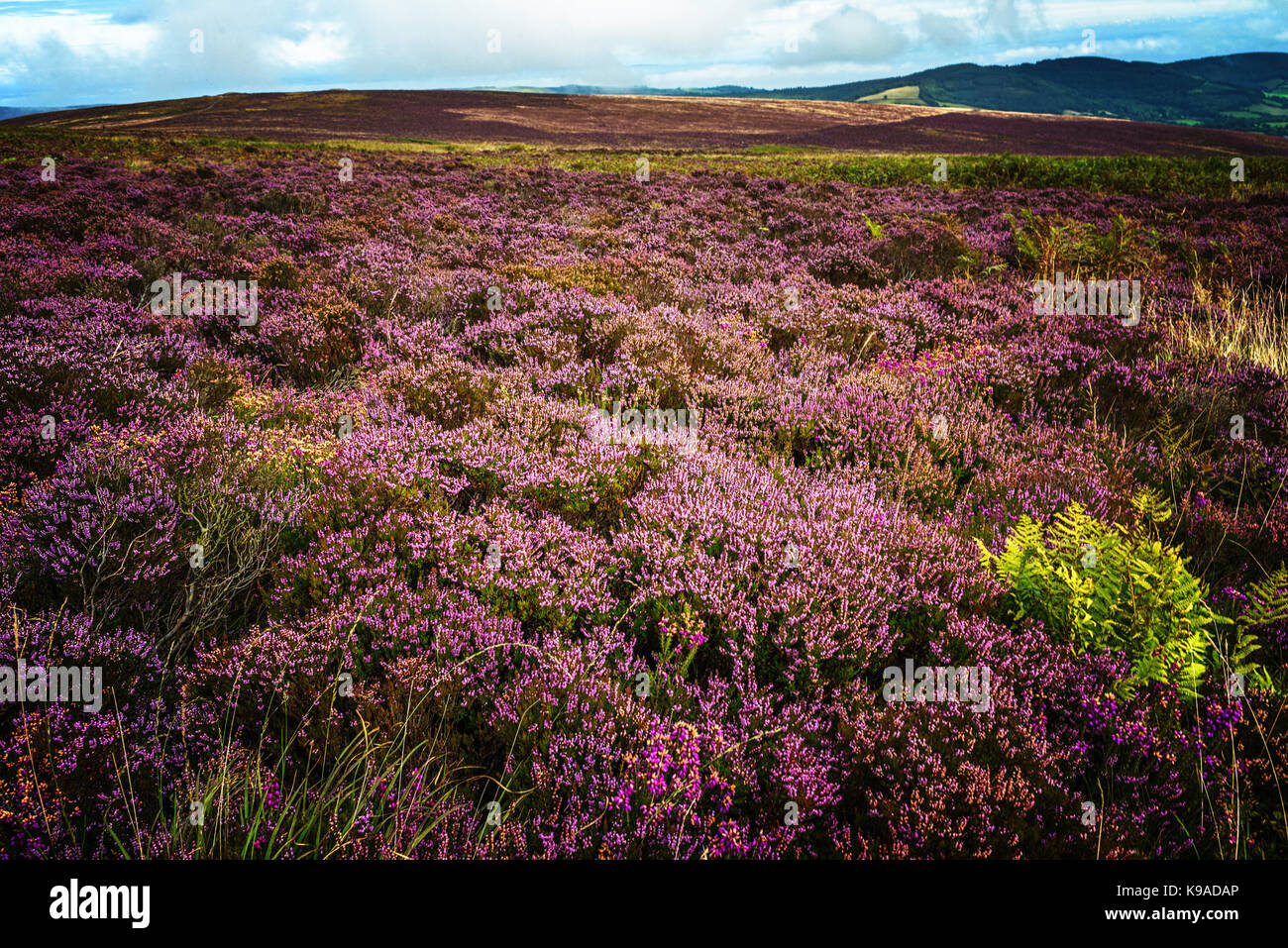 Heather atmosphere hi-res stock photography and images - Alamy
